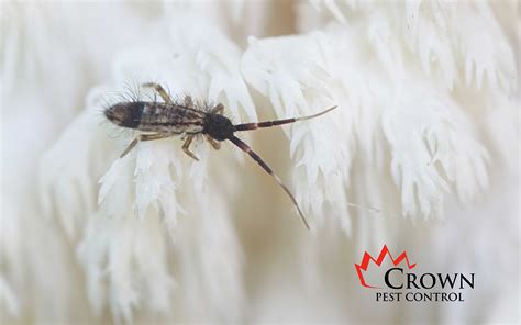 Do Springtail Bugs Bite Crown Pest Control