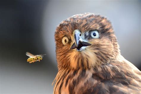 Create Meme Birds Of Prey Fear Has Big Eyes Demotivator Bird Hawk Create Meme Birds Of Prey Fear Has Big Eyes Demotivator Bird Hawk