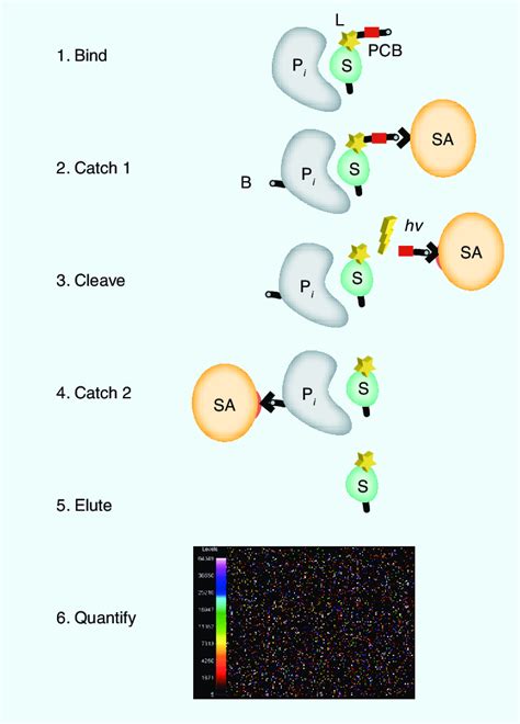 Somalogic Proteomics Assay Step 1 The Specific Protein To Be