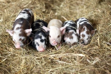 Worlds Cutest Piglet Meet Piggy The Most Famous Rescue Pig In China