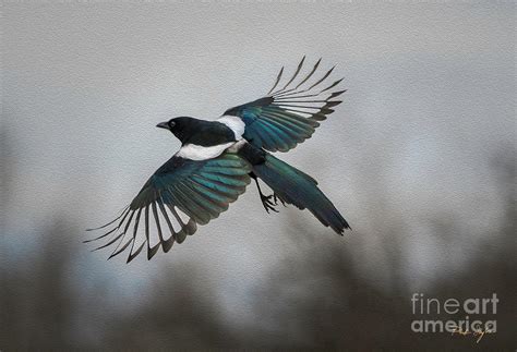 Eurasian Magpie Flying