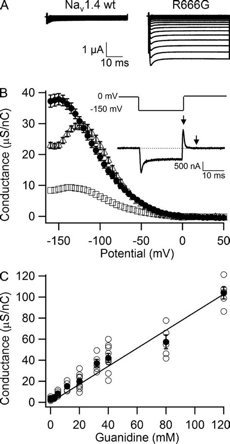Permeability Of Guanidinium Ion Through The R666g Gating Pore A