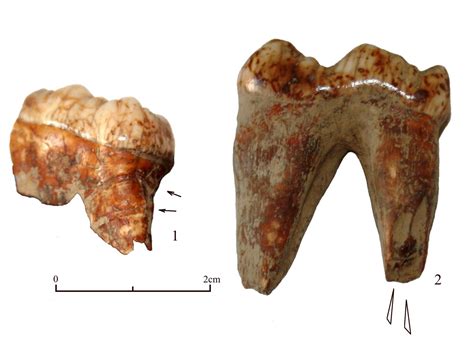 25 000 წლის წინ საქართველოში მცხოვრები ეს ქალი აღმოსავლეთ ევროპის ქვის ხანის მოსახლეობის