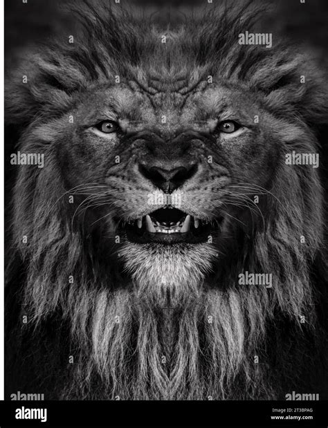 A Black And White Portrait Of A Male African Lion Panthera Leo Direct