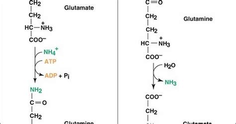 Bioquimica Textose Links Metabolismo Das Proteinas