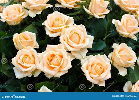 Rosas Beige Profundas Imagen De Archivo Imagen De Flor 88274863