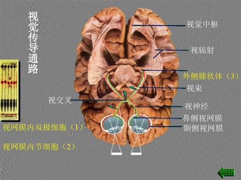感觉传导通路 Word文档在线阅读与下载 无忧文档