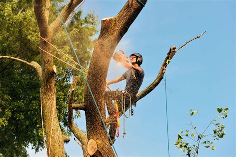 Hazardous Tree Removal Professional Treeman Washington County PA