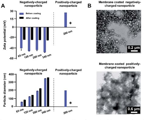 Figure 1 From Maintaining Sidedness And Fluidity In Cell Membrane