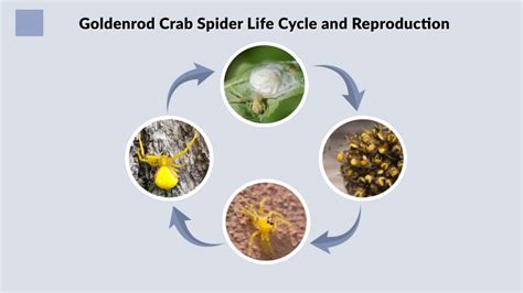 Goldenrod Crab Spider Size Color Habitat And Key Facts