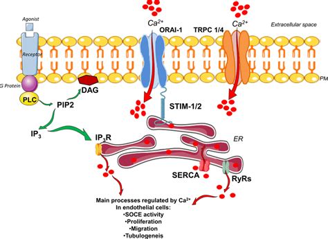 Schematic Representation Of Store Operated Calcium Entry Soce In Ecs