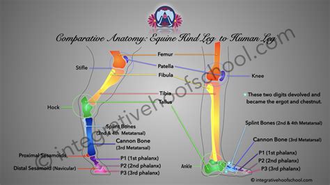 Canine Hind Leg Muscle Anatomy At Margaret Meldrum Blog