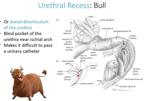 Anatomy 2 Final Ruminant Male Genitalia Flashcards Quizlet