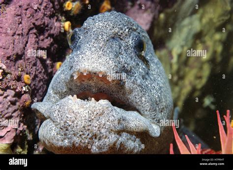 Wolf Eel Anarrhichthys Ocellatus Six Feet Long Feeds On Crabs And