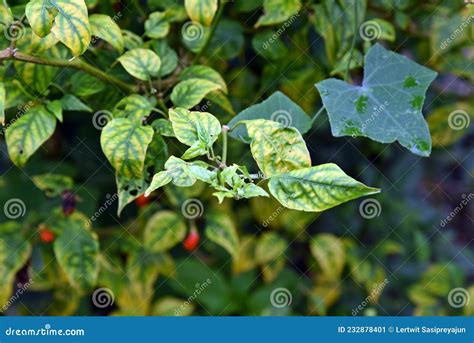 Plant Nutrition Deficiency Chilli Leaf Disorder Stock Image Image Of