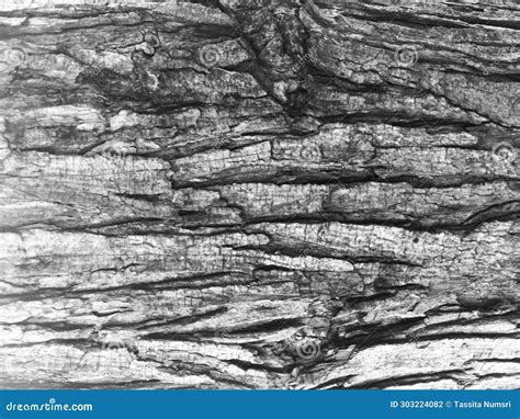 Black And White Picture Tree Bark Texture Stock Photo Image Of Macro Wood