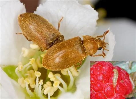 Raspberry Treatments Most Common Diseases And Pests Of This Shrub Nexles