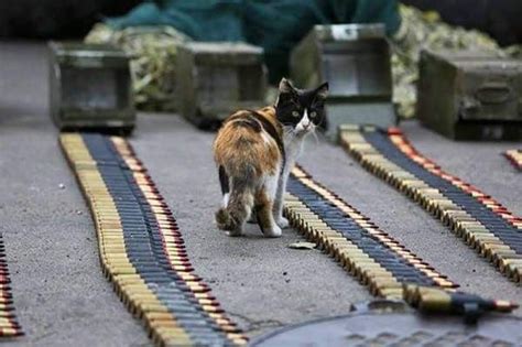 Другият поглед към войната! Ето как украински войници спасяват котки на ...
