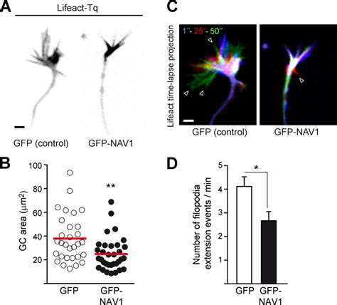 Overexpression Of Nav1 Compacts The Gc And Inhibits Its Dynamics