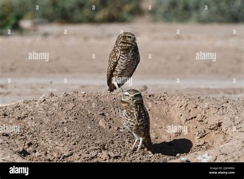 Burrowing Owls Near Their Nest In The Imperial Valley Of California