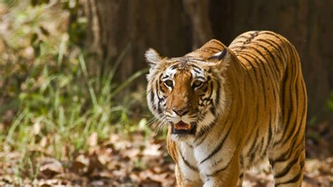 Jim Corbett National Park India Corbett Tiger Reserve Uttarakhand