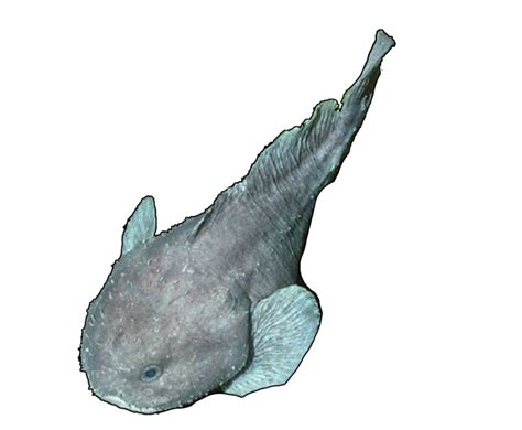 Blobfish Vector Download Free Png Images
