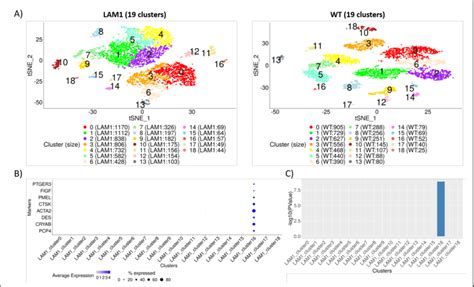 Cluster Analysis Of Scrna Seq Samples A Unsupervised Clustering Of