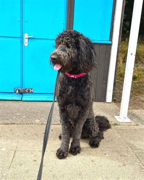 Newfypoo Dog Breed Information Pictures Facts And More