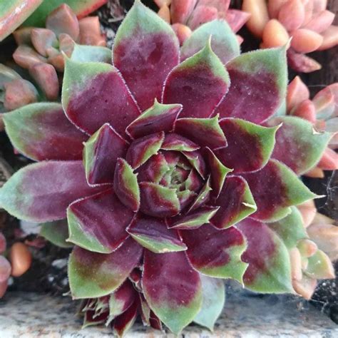 17 Sempervivum Variety Ideas Beautiful Succulent Garden