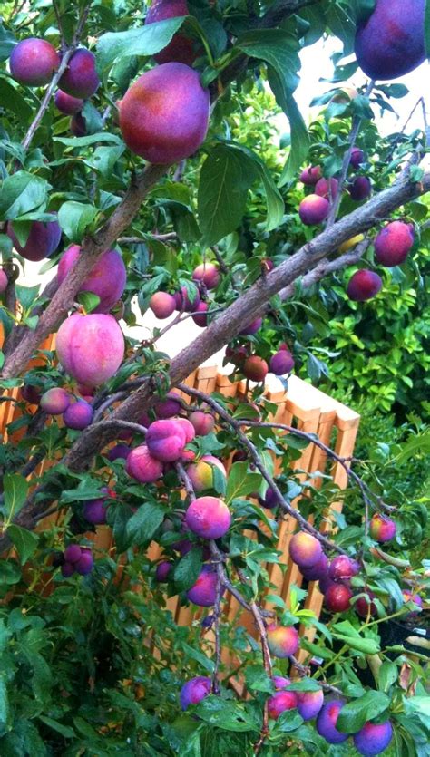 Problems With Plum Trees Common Diseases Of Plum Trees Artofit