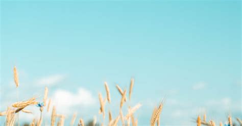 Gmo Hd 벽지 Hd 여름 벽지 경치 곡물 노란색 농업 농업 경제학 농업 분야 농작물 농장 농촌 풍경