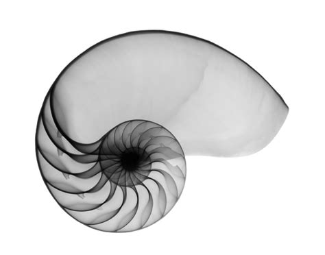 Fossils X Ray Fossils