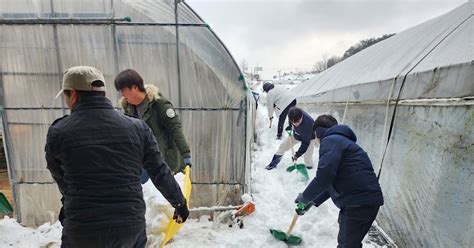 농촌진흥청 온실 농가의 눈을 치우자