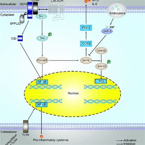 Mif Mediated Intracellular Pathways In Combination With Its