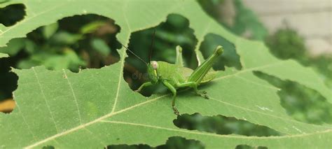 Grasshoper Green Eating On A Leaf Stock Image Image Of Leaf Insect
