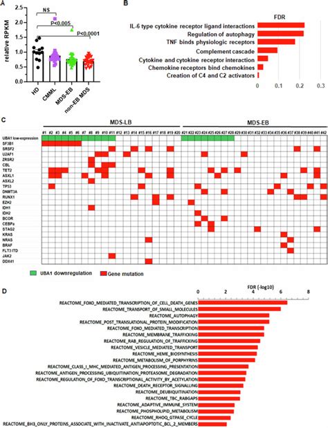 Downregulation Of Uba1 Expression In Myelodysplastic Neoplasm Pmc