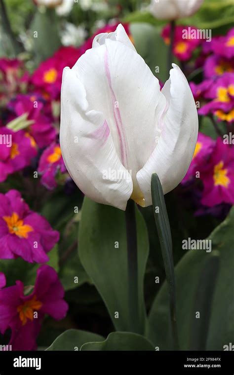 Tulipa ‘first Class Triumph Tulip 3 First Class Tulip White Flowers Occasional Pink Stripes