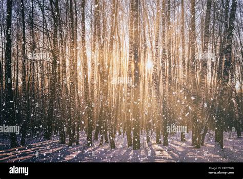sunset or sunrise in a birch grove with a falling snow rows of birch