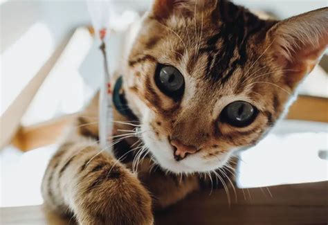 Kucing Bengal Jenis Ciri Ciri Sifat Dan Fakta Menarik Bidadari My