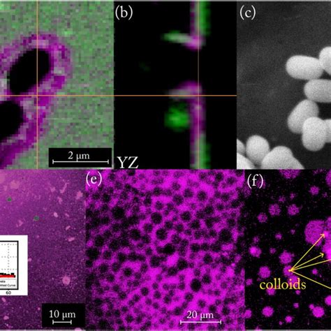 Phase Separation On A Flat Substrate A C Example Of A Rare Case Of Download Scientific