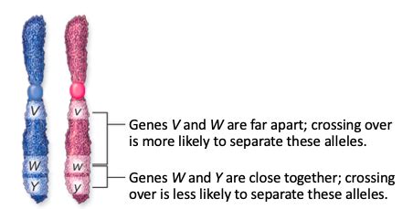 Bio Ch Patterns Of Inheritance Flashcards Quizlet