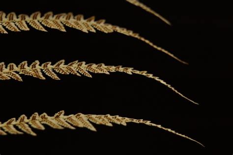 Cyanotype On Paper Berkshire Botanical