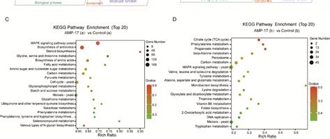 The Functional Annotation And Classification Of DEGs A B The GO Download Scientific Diagram