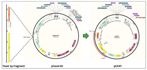 Ijms Free Full Text Generation Of A Triple Shuttling Vector And The Application In Plant