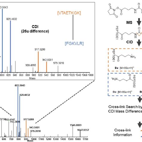 Fingerprint Fragments Confirming Cross Linked Peptides Download Scientific Diagram