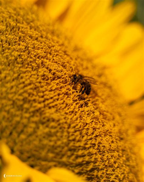 Shermazana Shermazana Added A New Photo