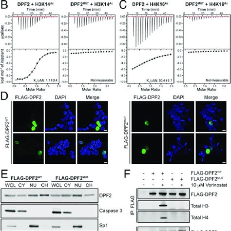 Pdf Histone Binding Of Dpf2 Mediates Its Repressive Role In Myeloid Differentiation