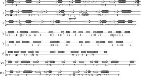 Secondary Structure And Consensus Motifs In The Extracellular Domains Download Scientific