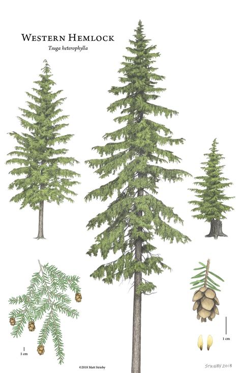 Western Hemlock Artofit