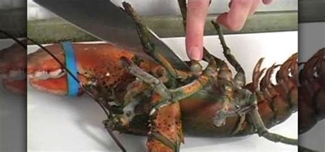 How to Kill and cook a lobster « Shellfish :: WonderHowTo